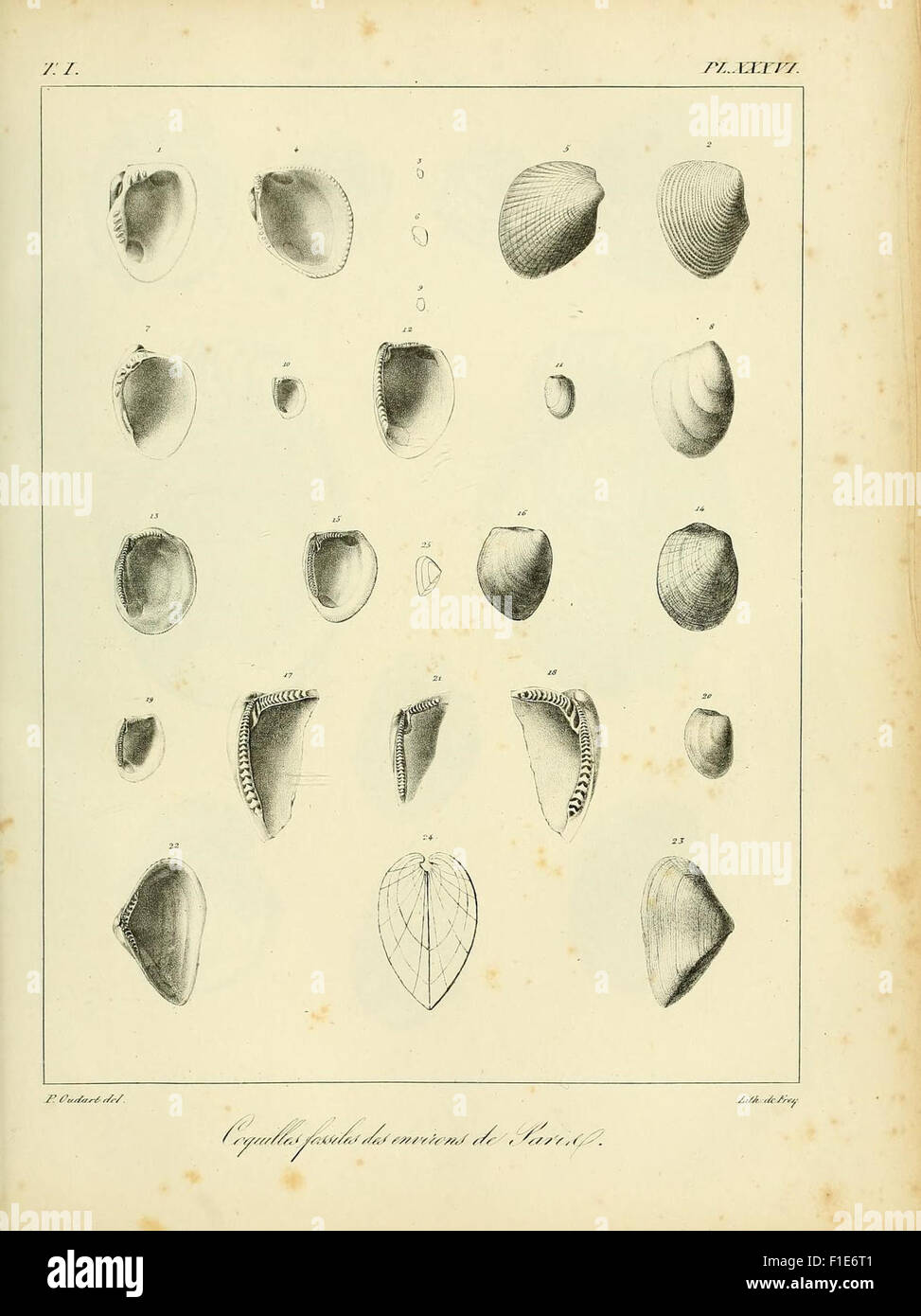 This 19th-century work describes fossil shells from the Paris Basin ...