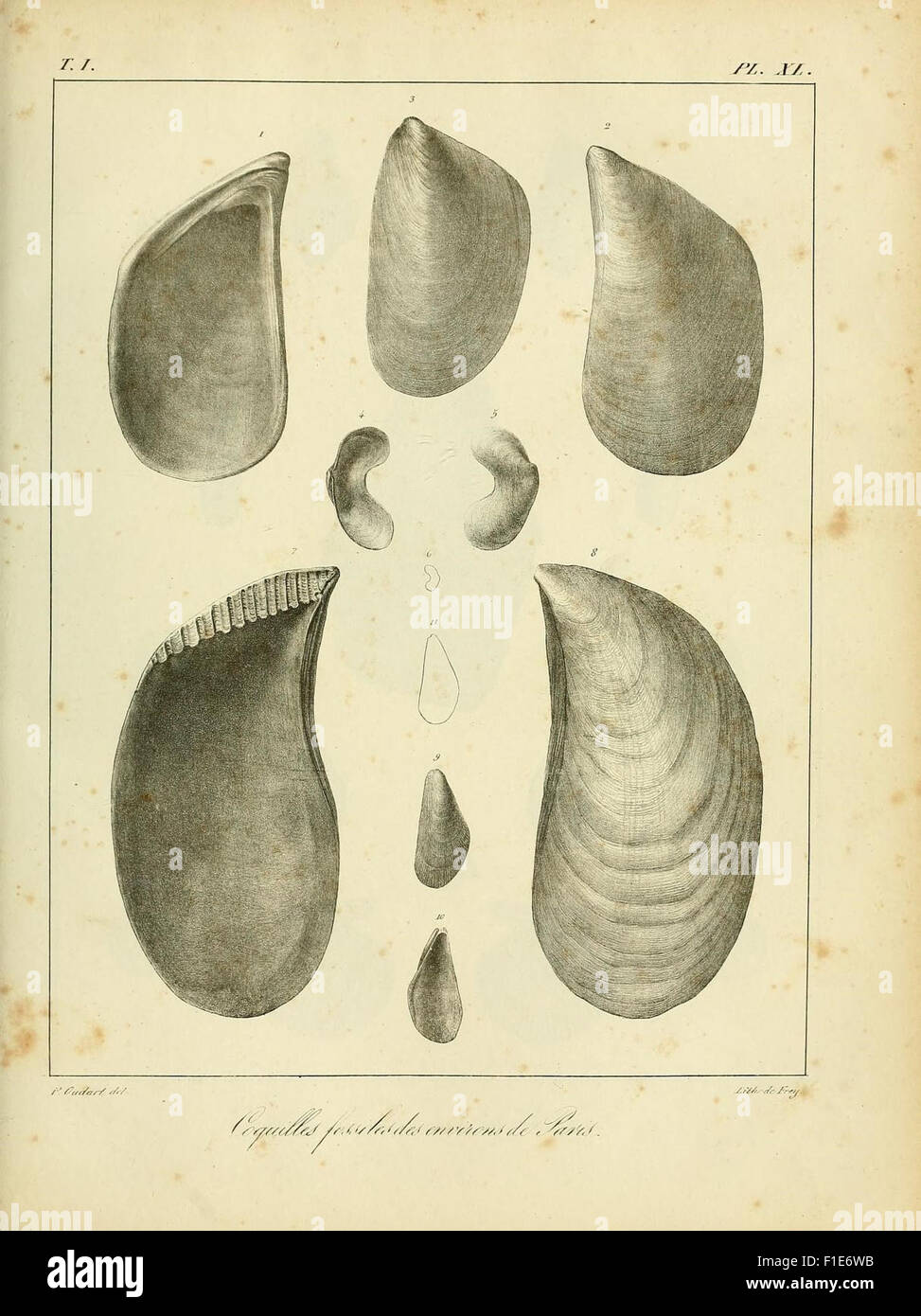This 19th-century work on fossil shells from the Paris region offers ...