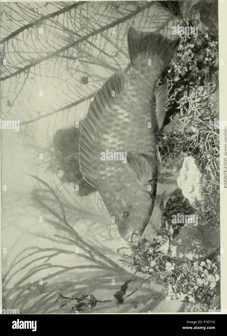 This 1902 work offers a comprehensive guide to North American food and ...