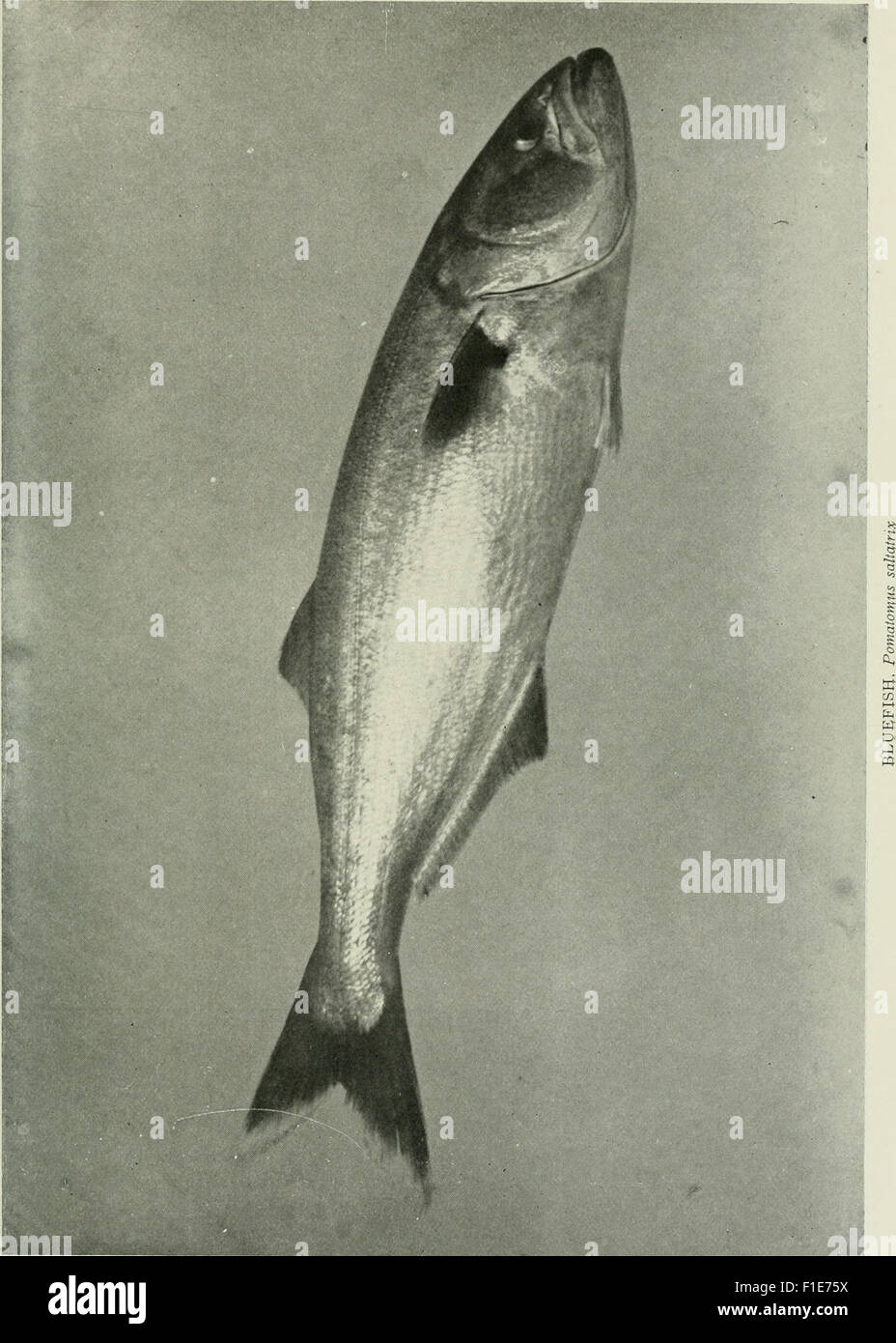 'American Food and Game Fishes' (1902) is a comprehensive guide to fish ...