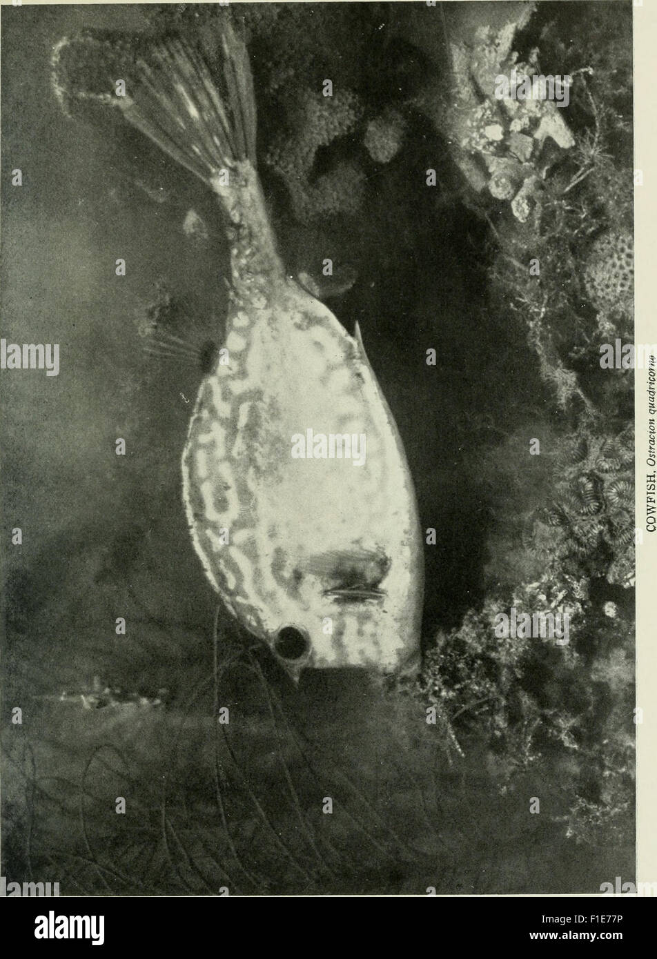 'American Food and Game Fishes' (1902) provides a comprehensive guide ...