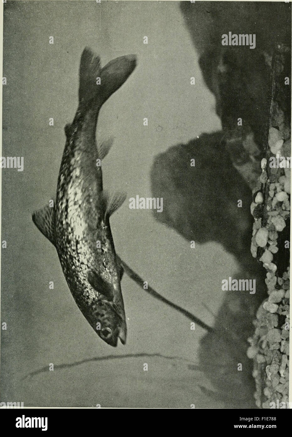 'American Food and Game Fishes' (1902) provides a comprehensive guide ...