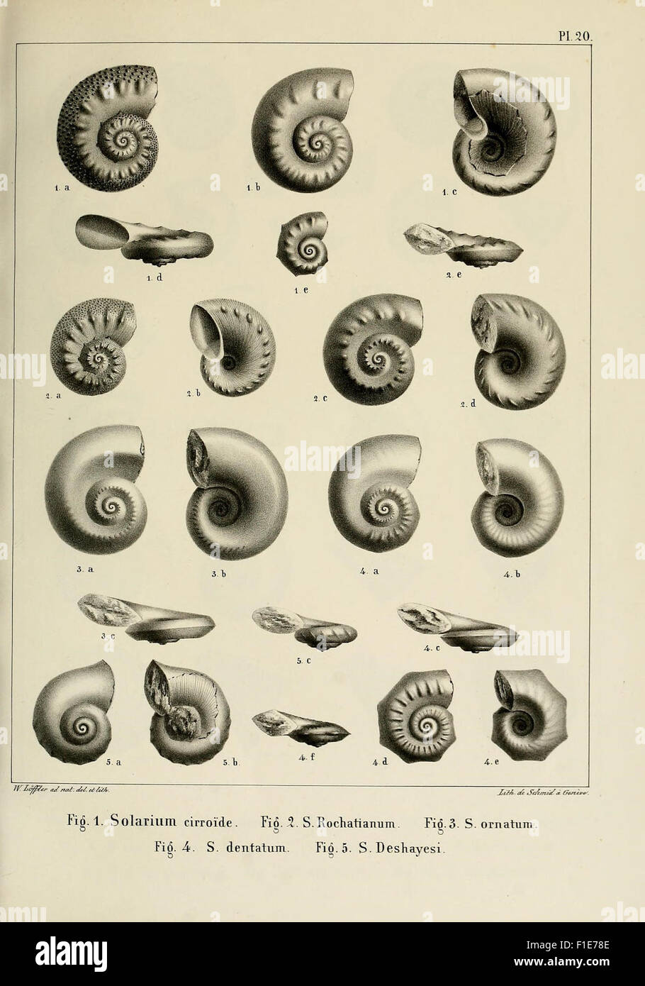A detailed description of fossil mollusks found in the green sandstone ...