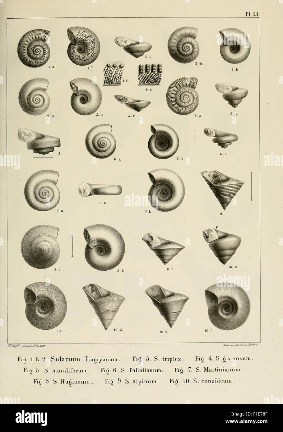 This 19th-century work details fossil mollusks found in the green sands ...