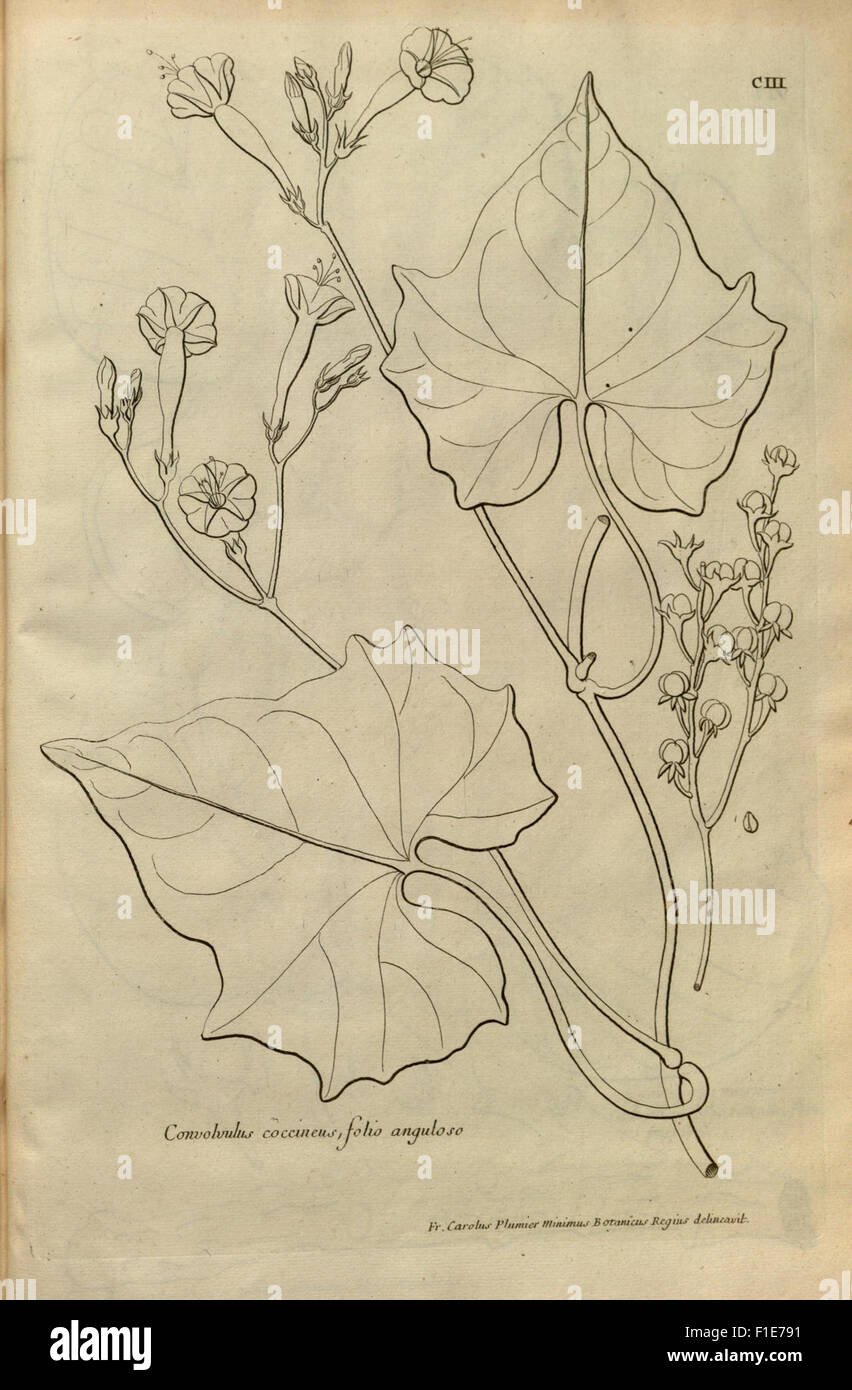 A botanical work describing plant species native to the Americas, with ...