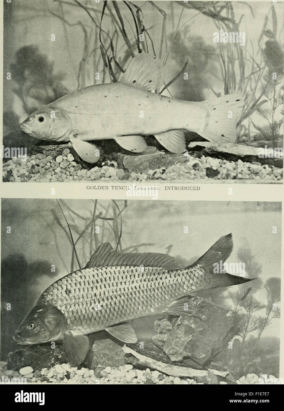 'American Food and Game Fishes' (1902) provides an extensive account of ...
