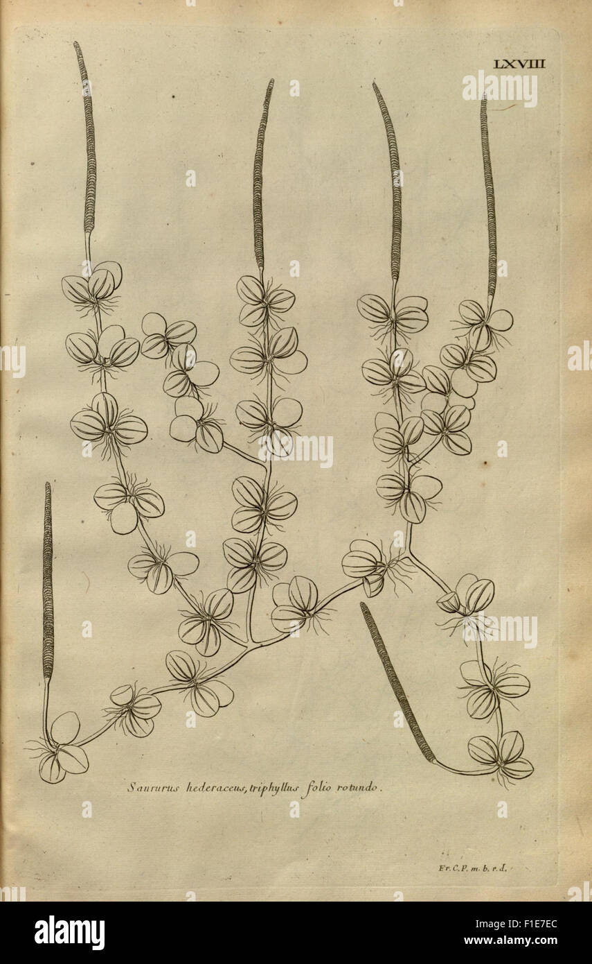A botanical description of plant species from the Americas, presented ...