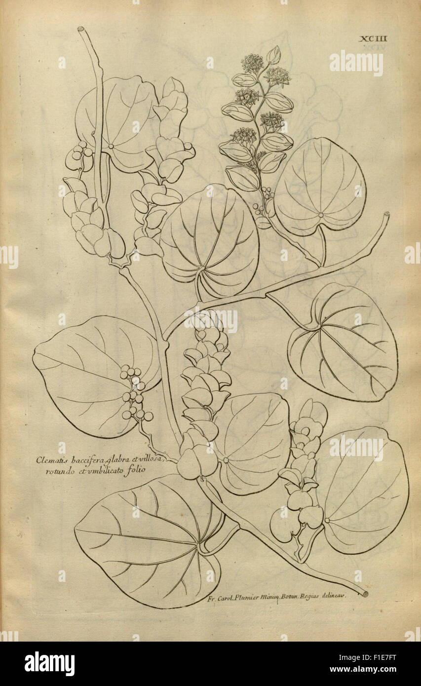A botanical description of plants from the Americas, focusing on the ...