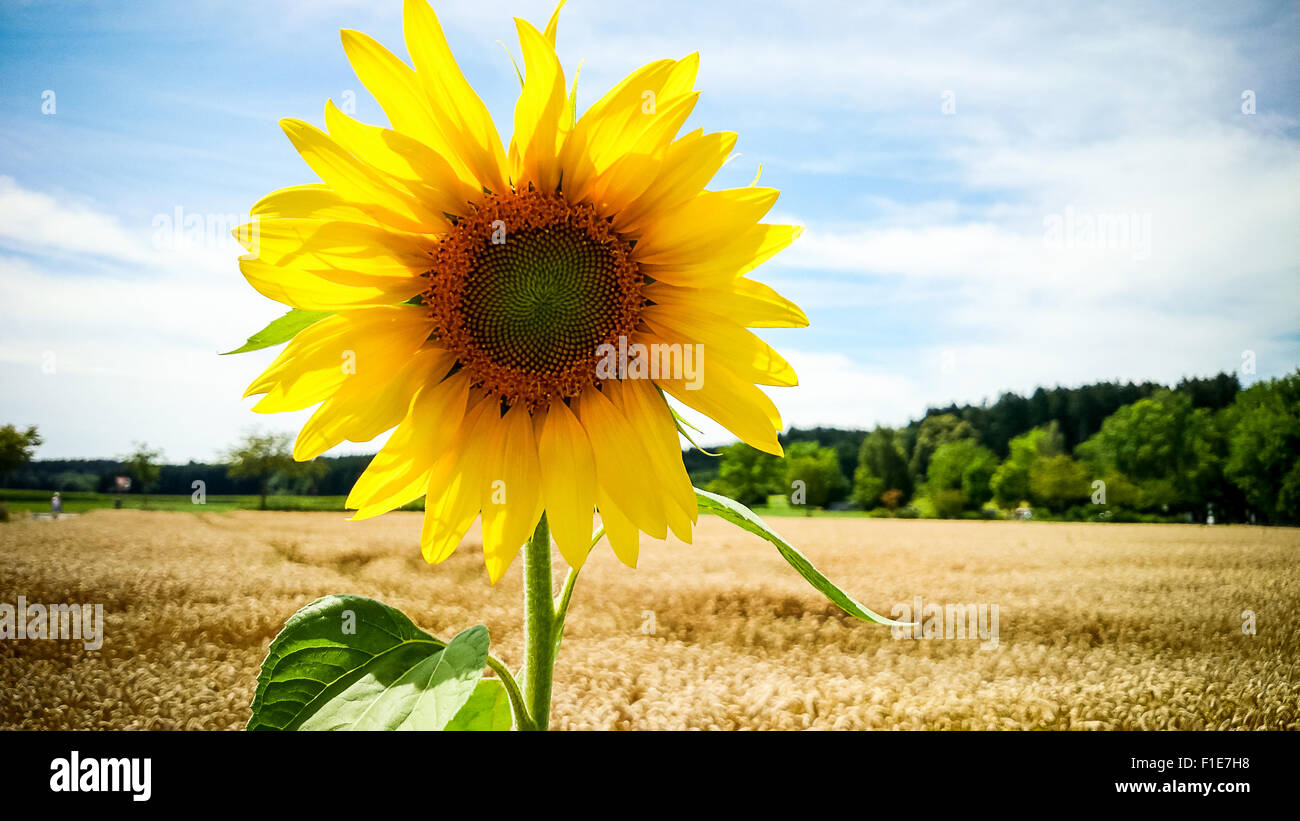 Sunflower blooming sunflowers on hi-res stock photography and images ...