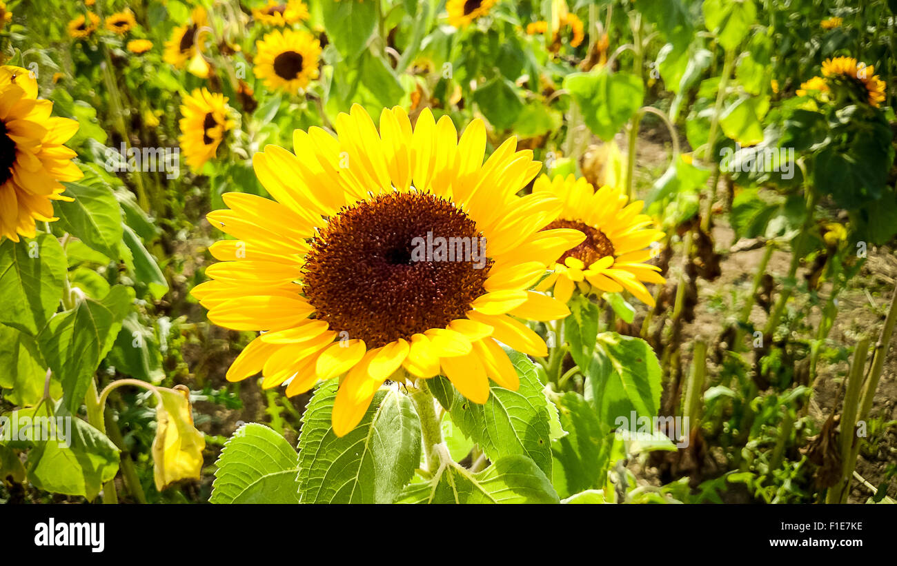 Field of blooming sunflowers on background sunset, horizontal Stock ...