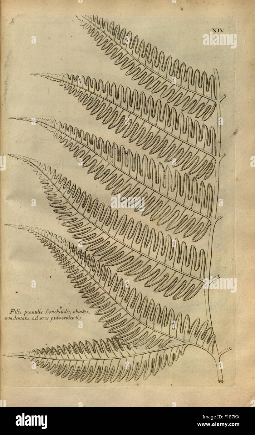 Formal classification in plant taxonomy hi-res stock photography and ...