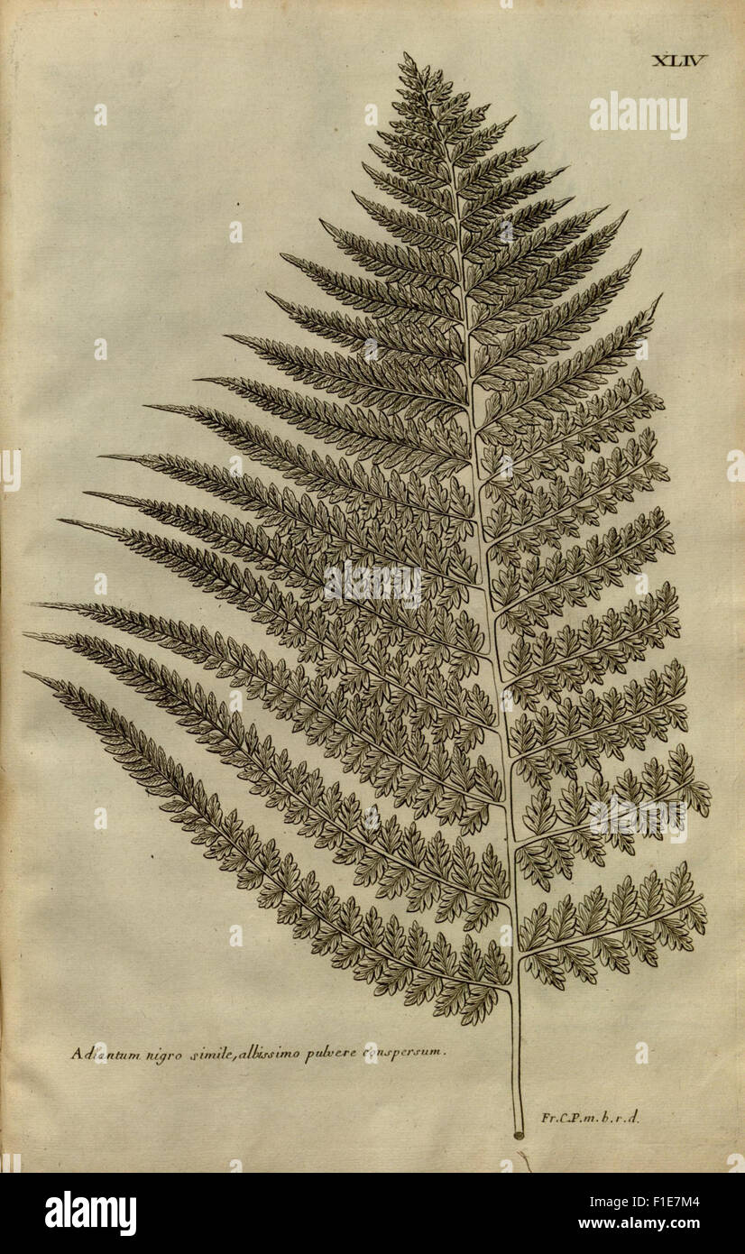 This 19th-century botanical work offers detailed descriptions of plants ...