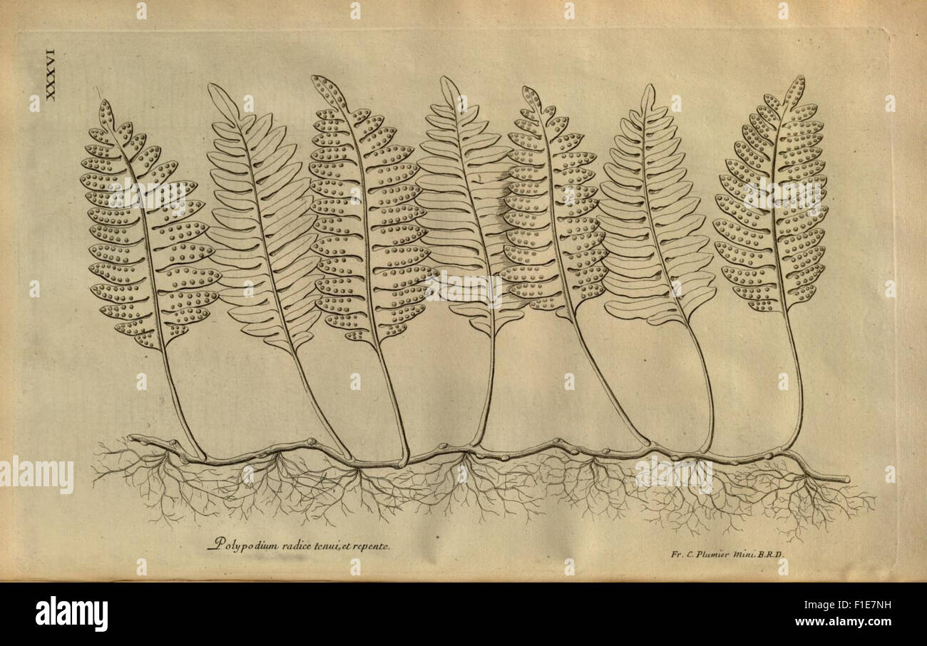This vintage botanical work features detailed illustrations of plants ...