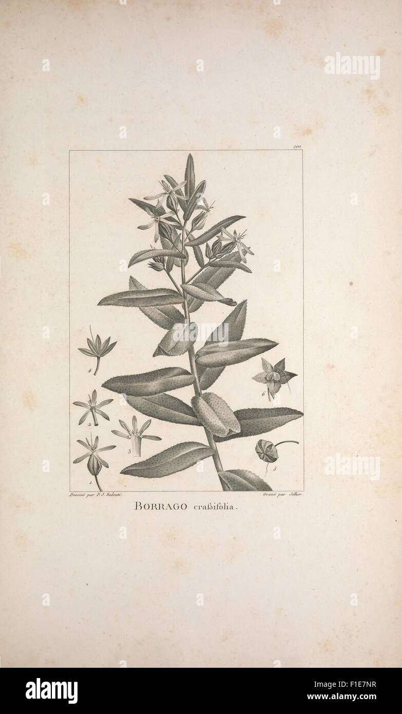 This plate illustrates newly discovered and lesser-known plants ...