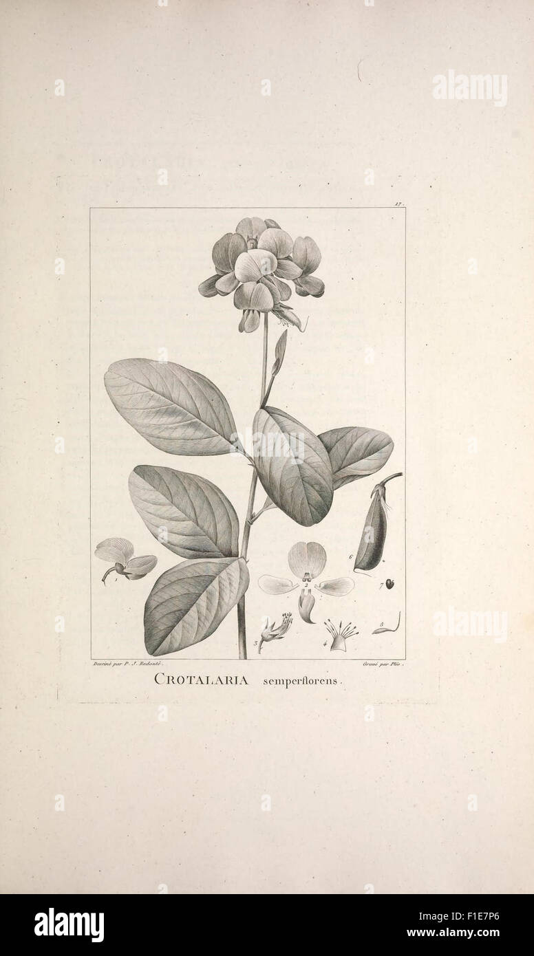 This botanical work features new and lesser-known plant species ...