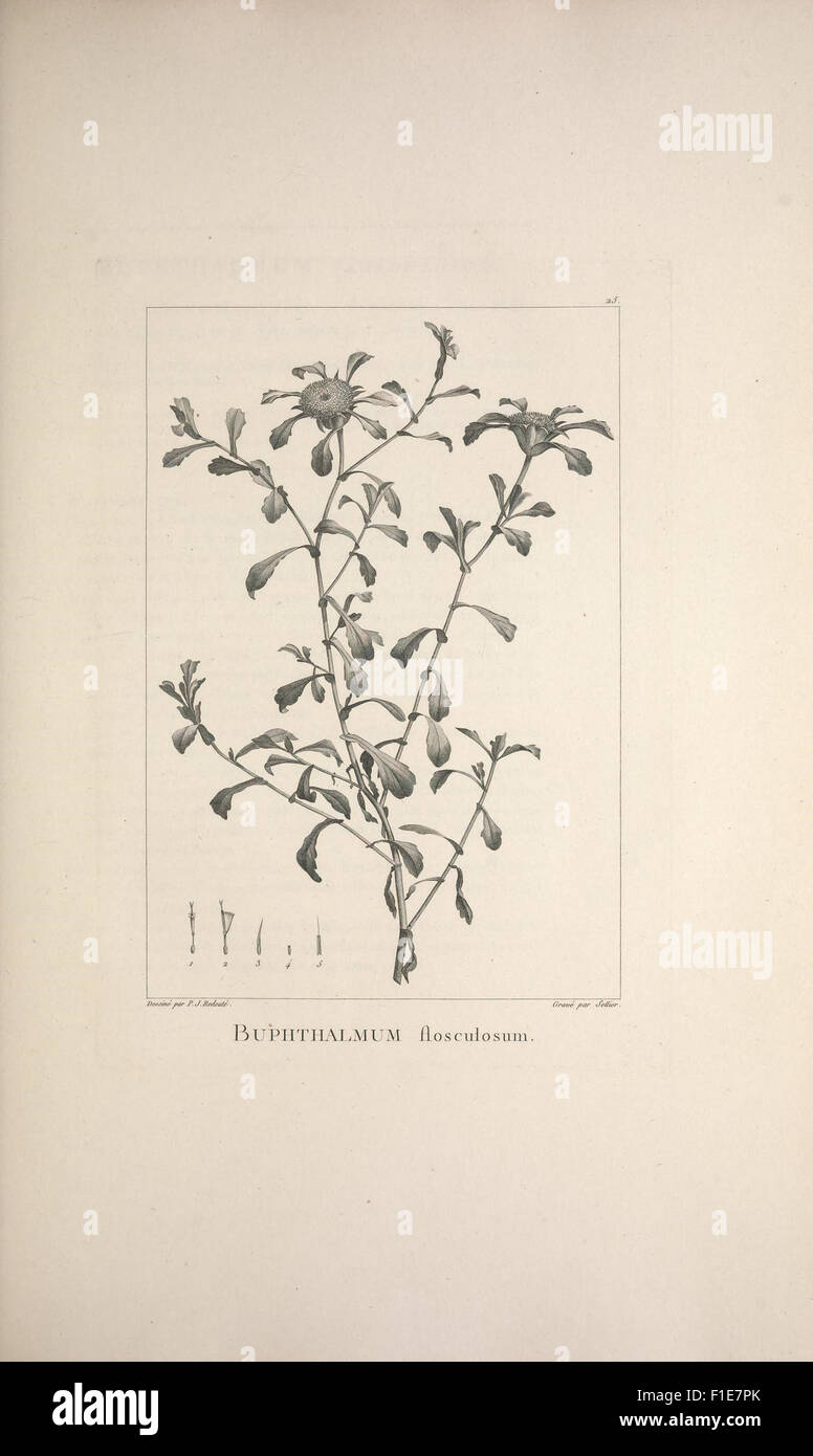 This botanical work describes rare and newly discovered plant species ...