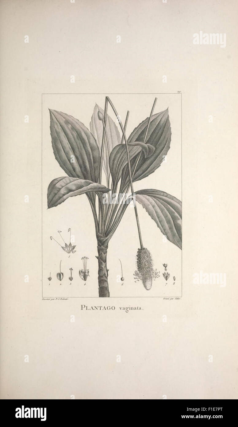 This work provides descriptions and illustrations of newly discovered ...