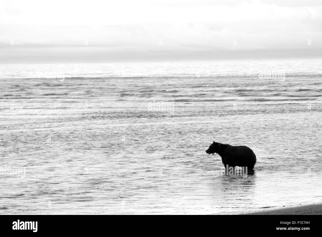 Grizzly bear in standing Black and White Stock Photos & Images - Alamy