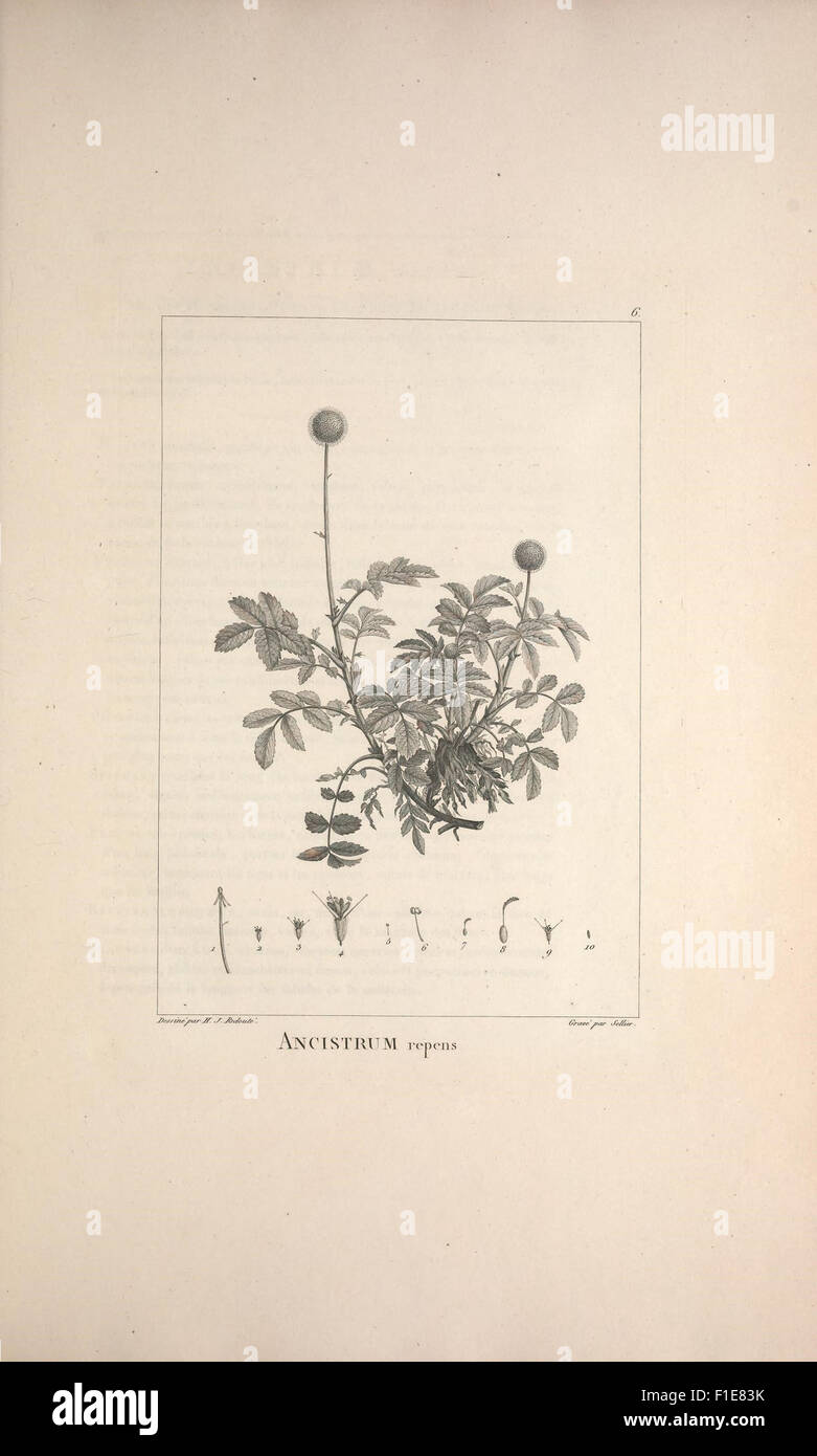 *Description des plantes nouvelles et peu connues* (Plate 6) showcases ...