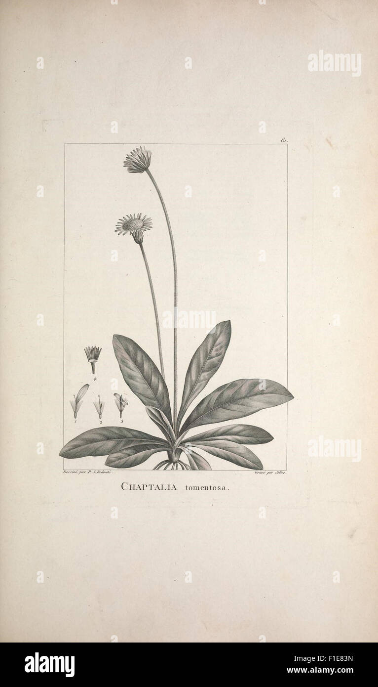 This plate from a botanical work details new and lesser-known plant ...