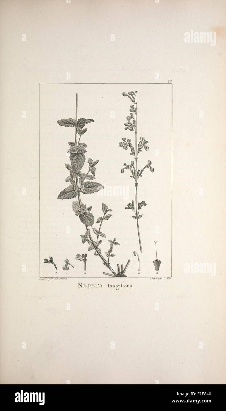 This work focuses on the description of newly discovered and lesser ...