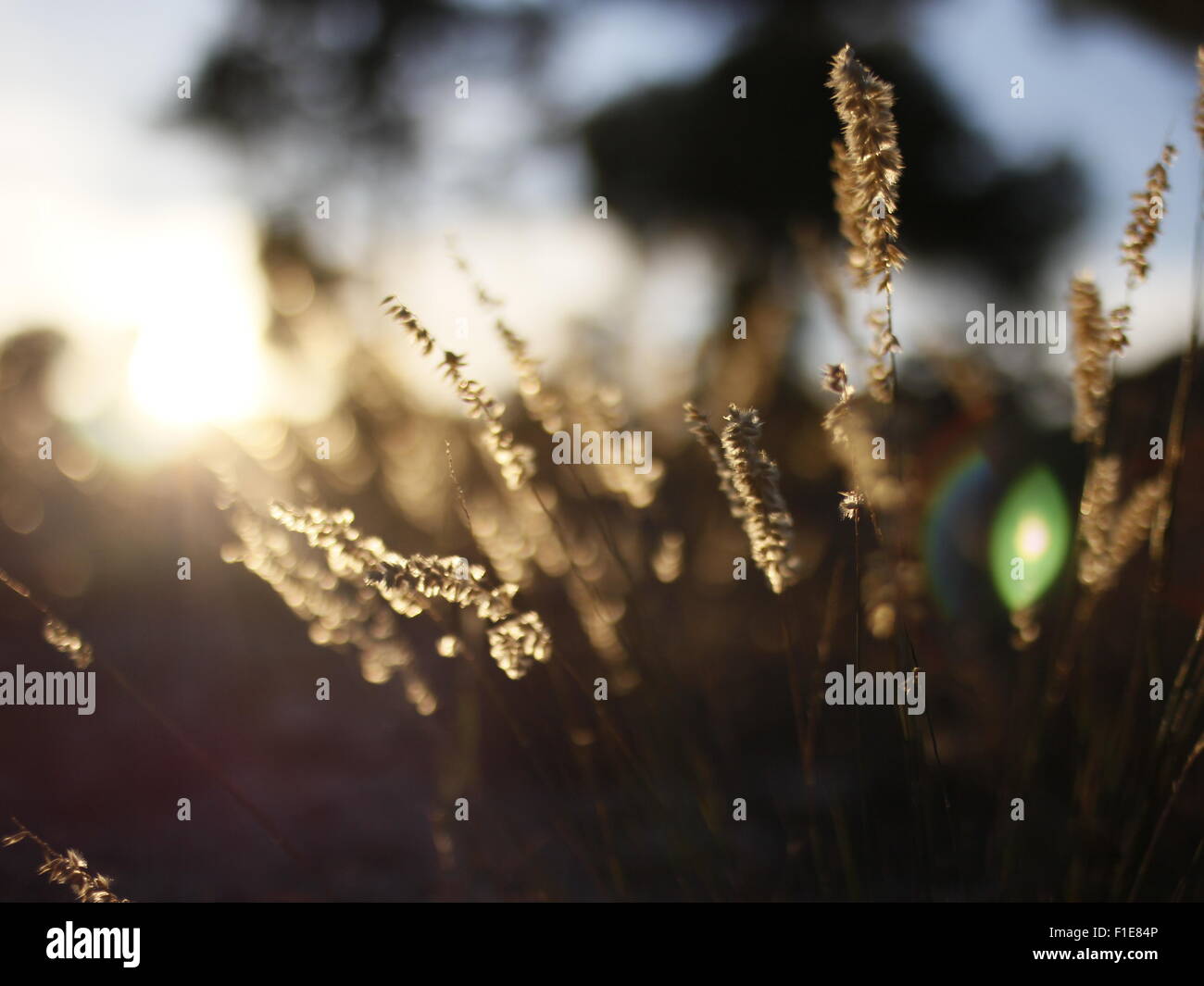 Golden grass hi-res stock photography and images - Alamy