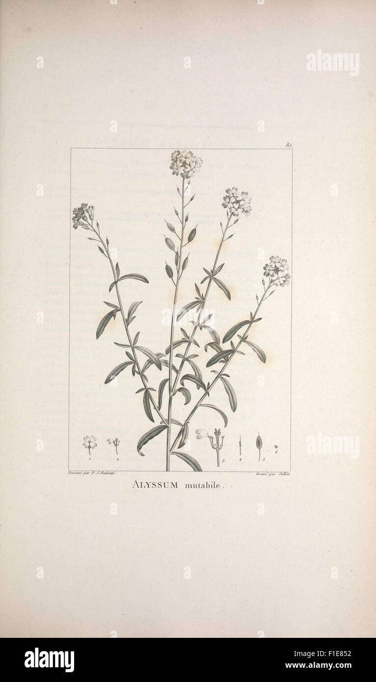 This botanical work features a detailed description and illustration of ...