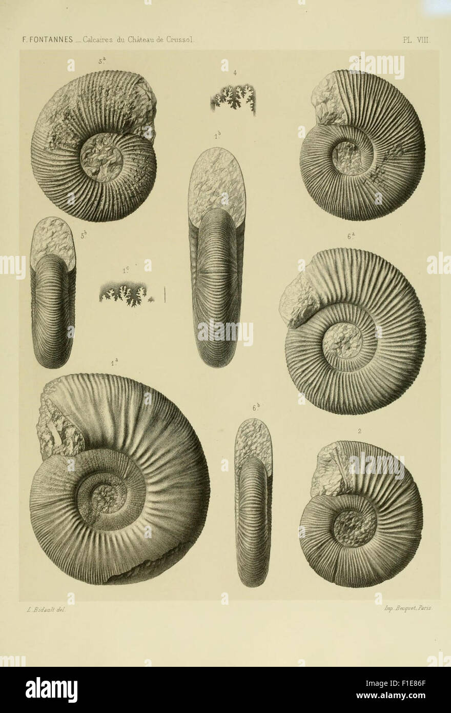 This work describes the ammonites found in the limestone formations of ...