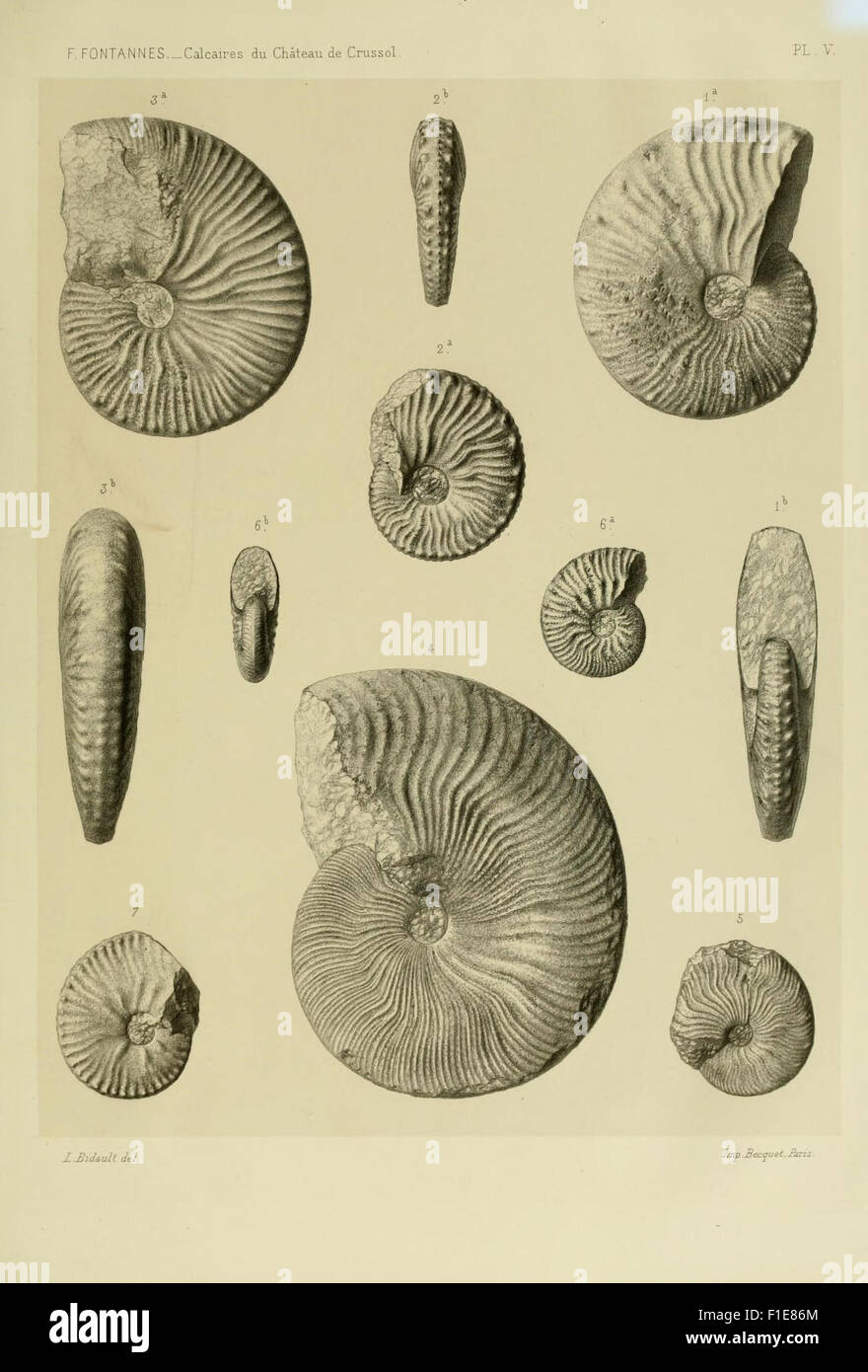 This work provides a description of ammonites found in the limestone ...