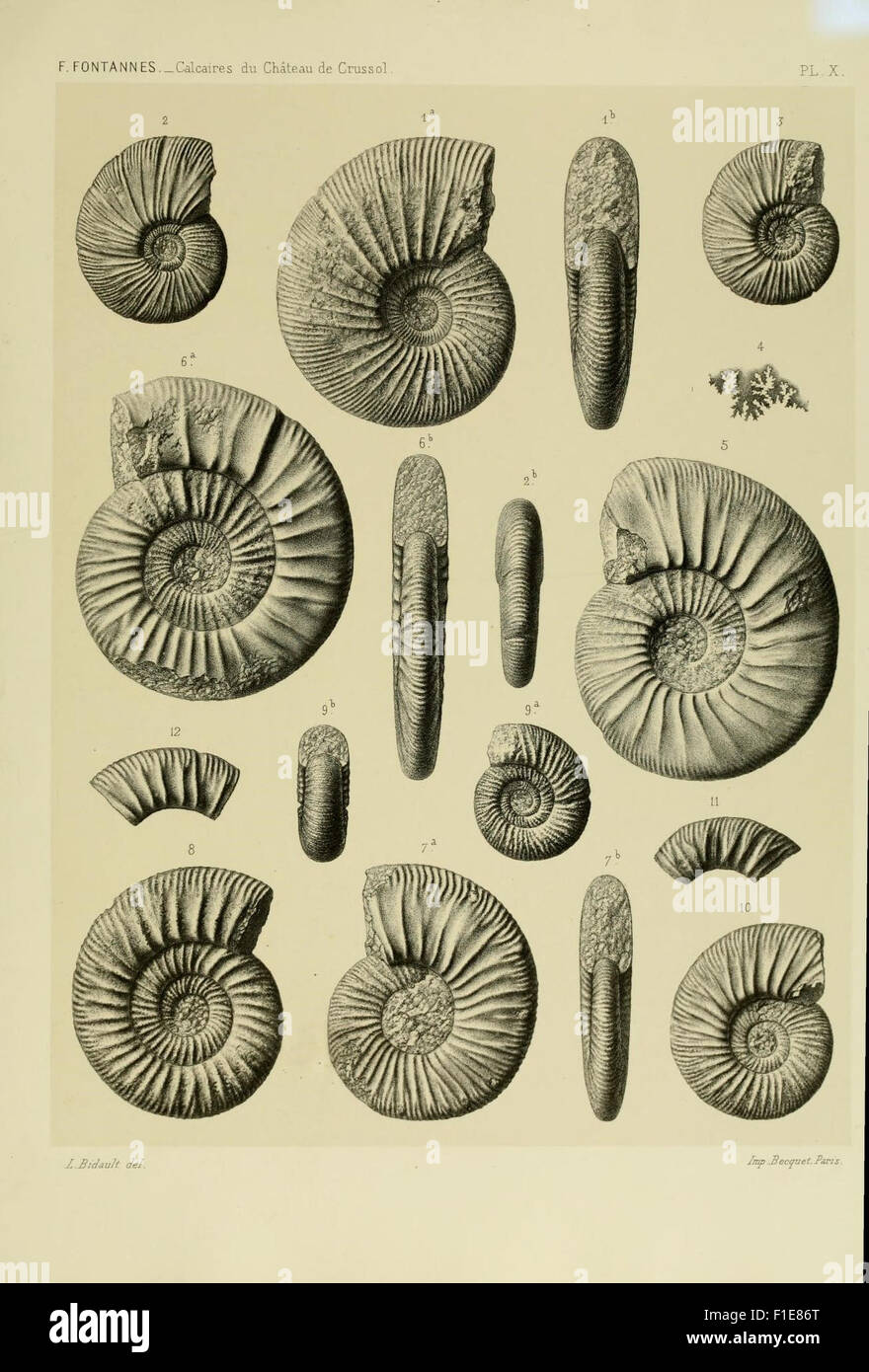 Detailed illustrations of ammonite fossils hi-res stock photography and ...