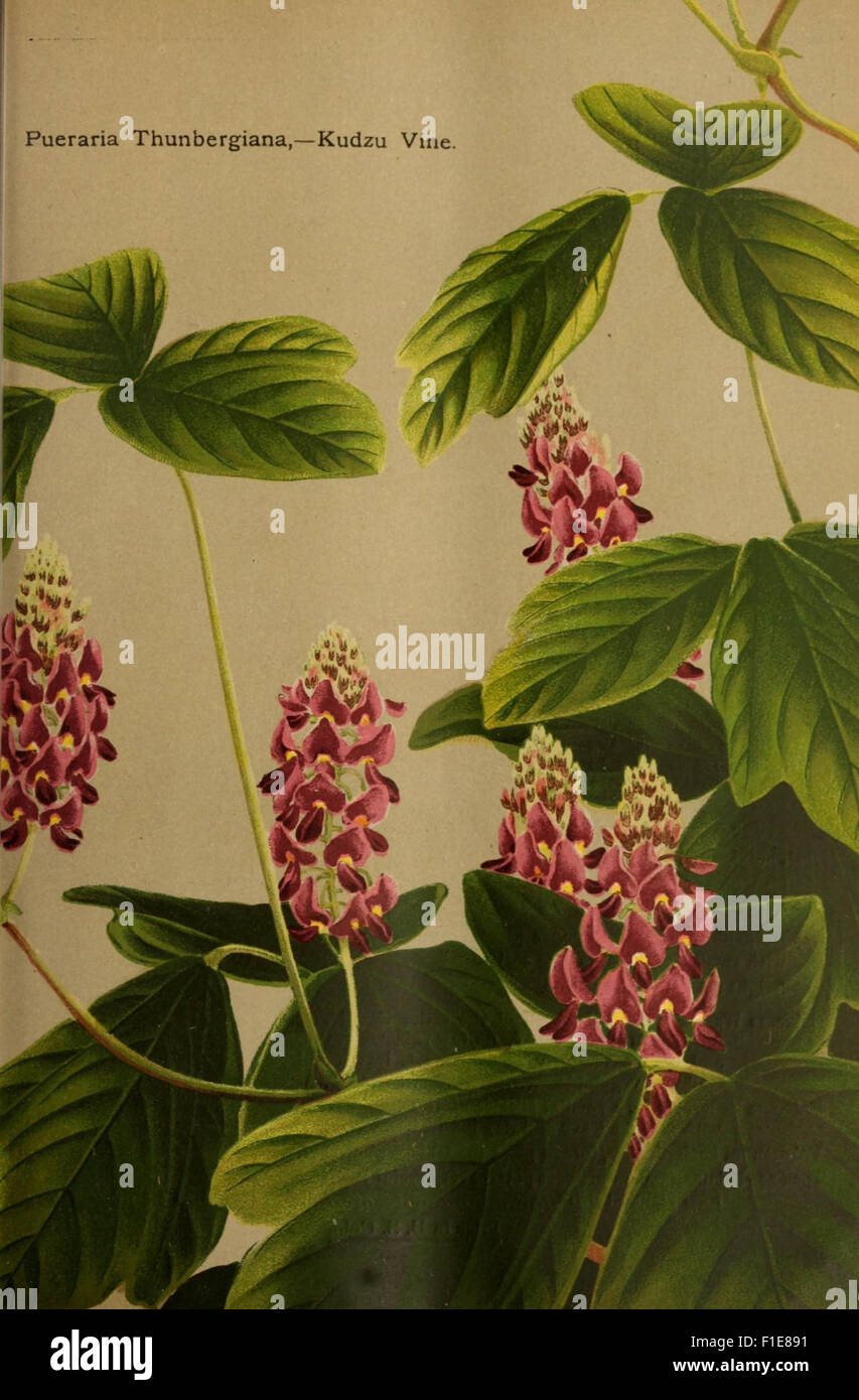 A vintage horticultural catalog featuring a wide variety of flowering ...