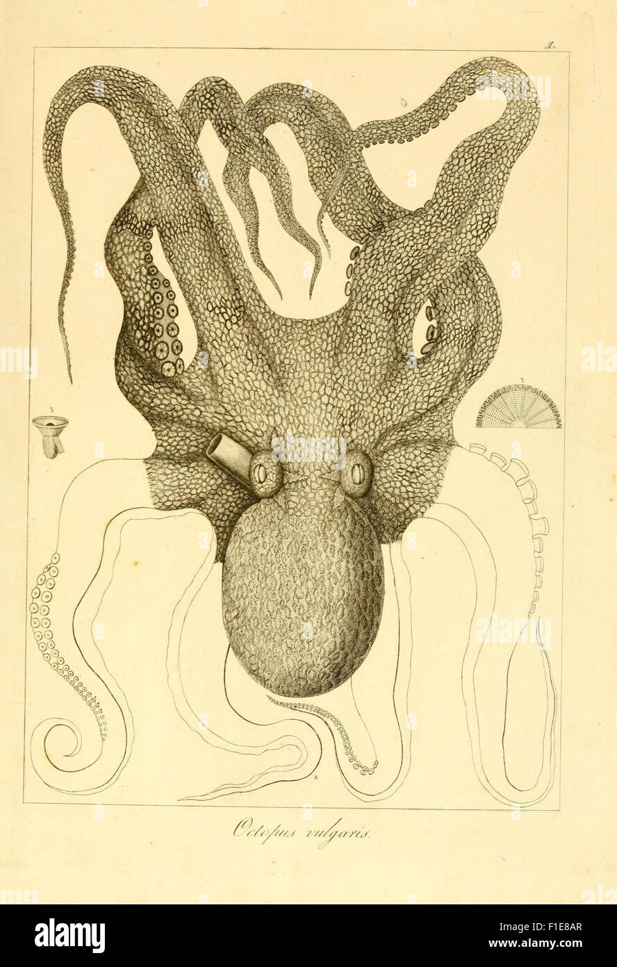 A detailed anatomical description of invertebrate animals from the ...