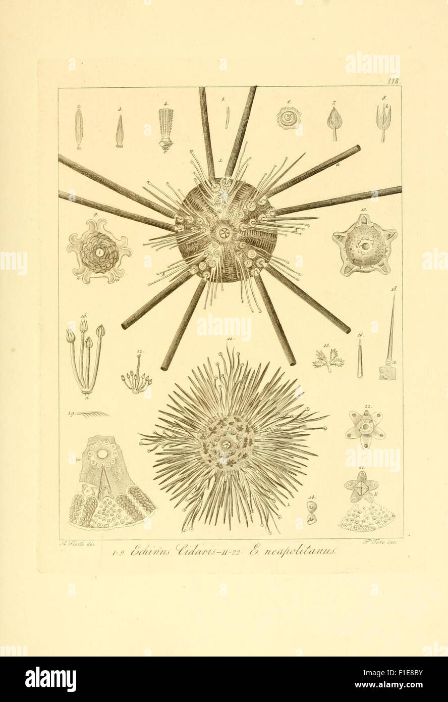 This work offers descriptions and illustrations of invertebrate animals ...