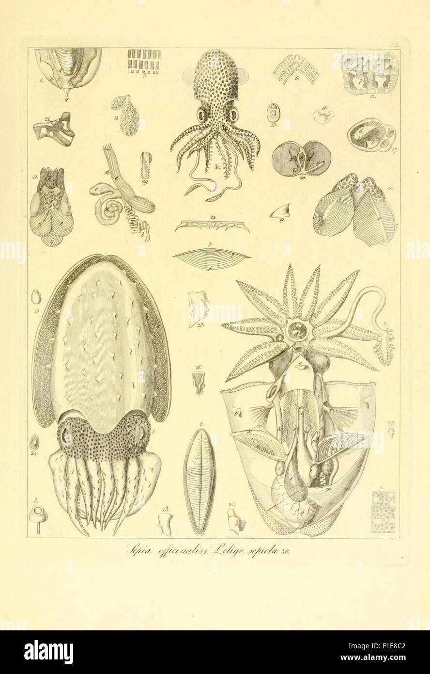 This work details the anatomy and classification of invertebrate ...