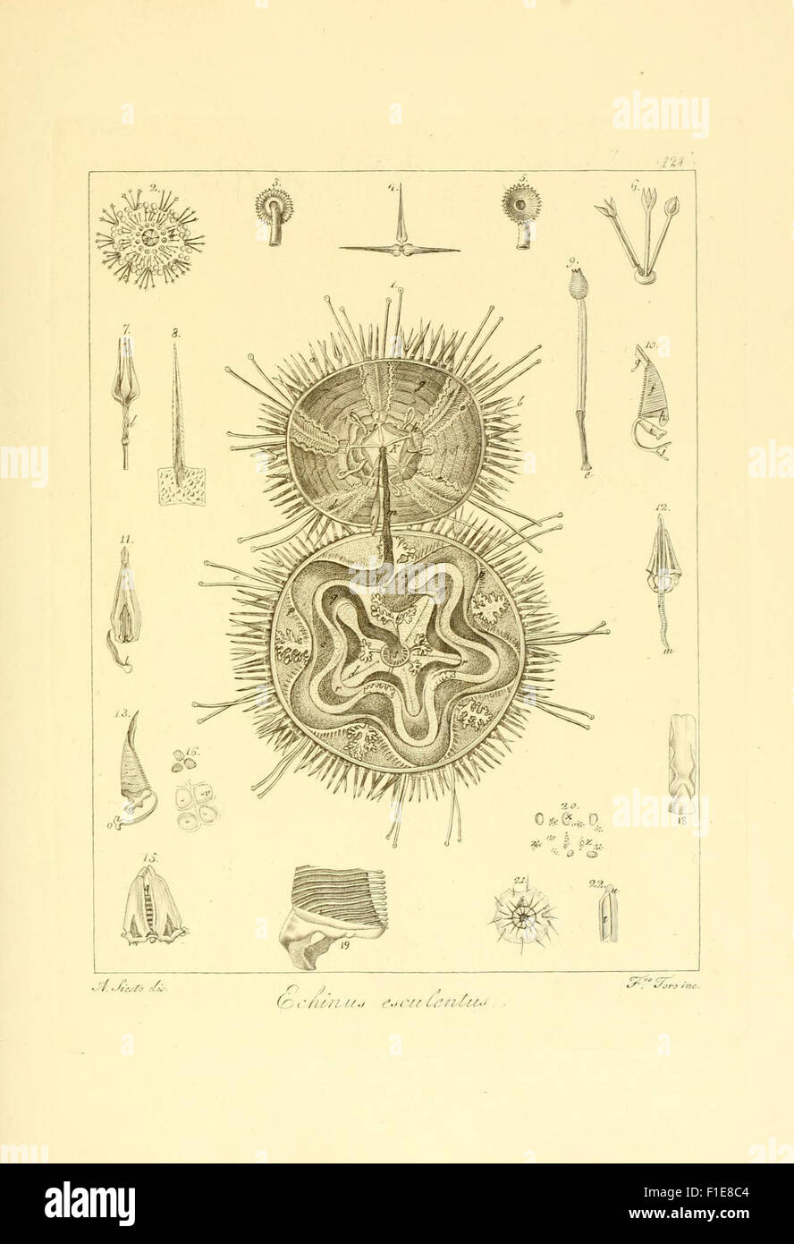 This work describes the anatomy and classification of invertebrates ...