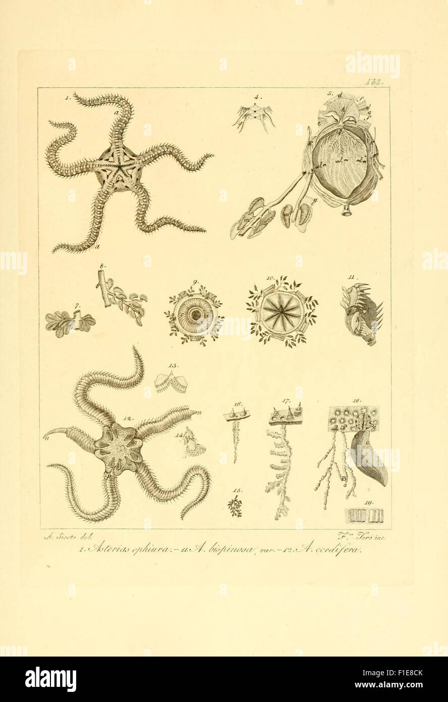 This work focuses on the anatomy and description of invertebrate ...