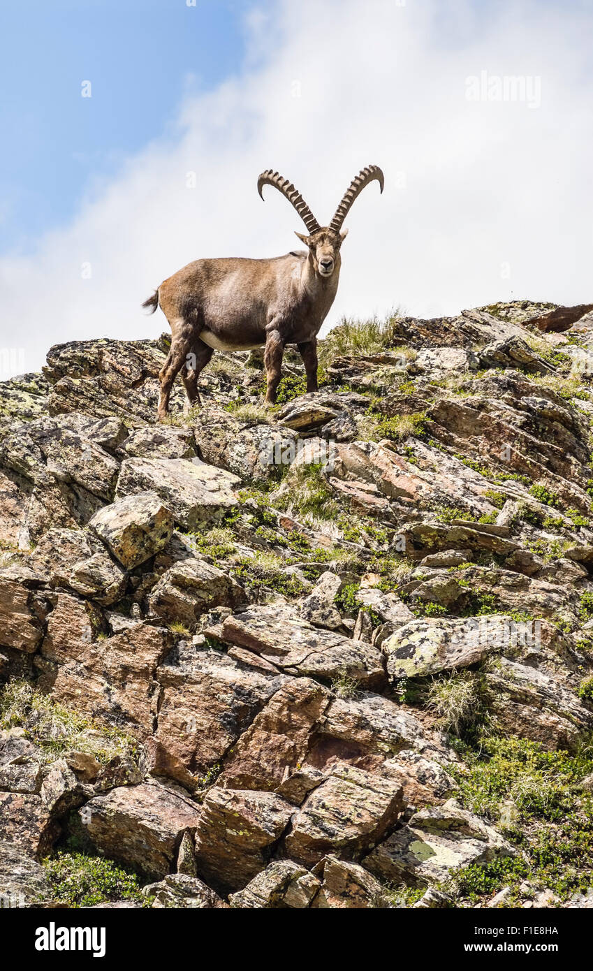Alpen Steinbock Stock Photos & Alpen Steinbock Stock Images - Alamy