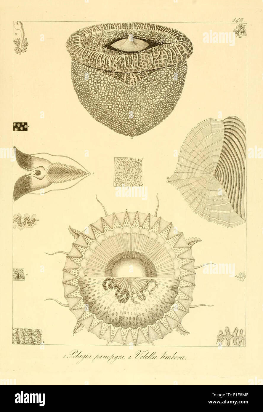 This work describes and illustrates the anatomy of invertebrate animals ...