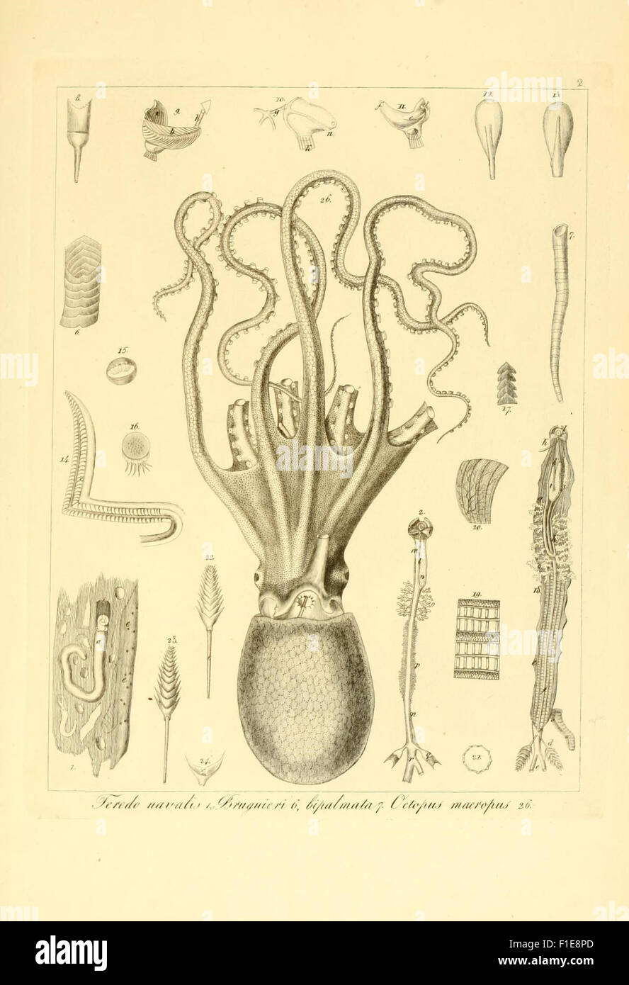 This work focuses on the description and anatomy of invertebrate ...