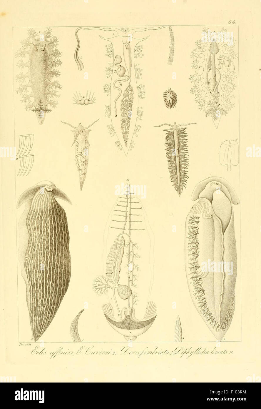 This work describes and illustrates the invertebrate animals of ...
