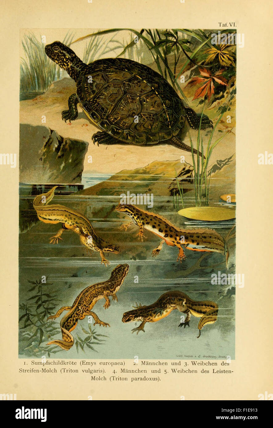 A vintage book detailing the amphibians and reptiles of Germany, with ...