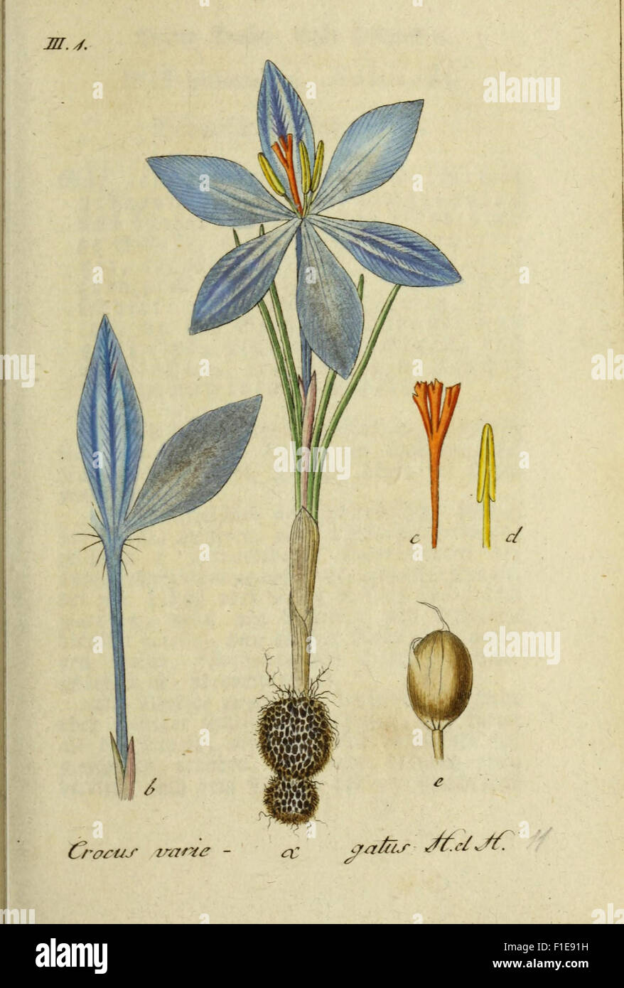 'Deutschlands Flora' provides detailed botanical illustrations of ...