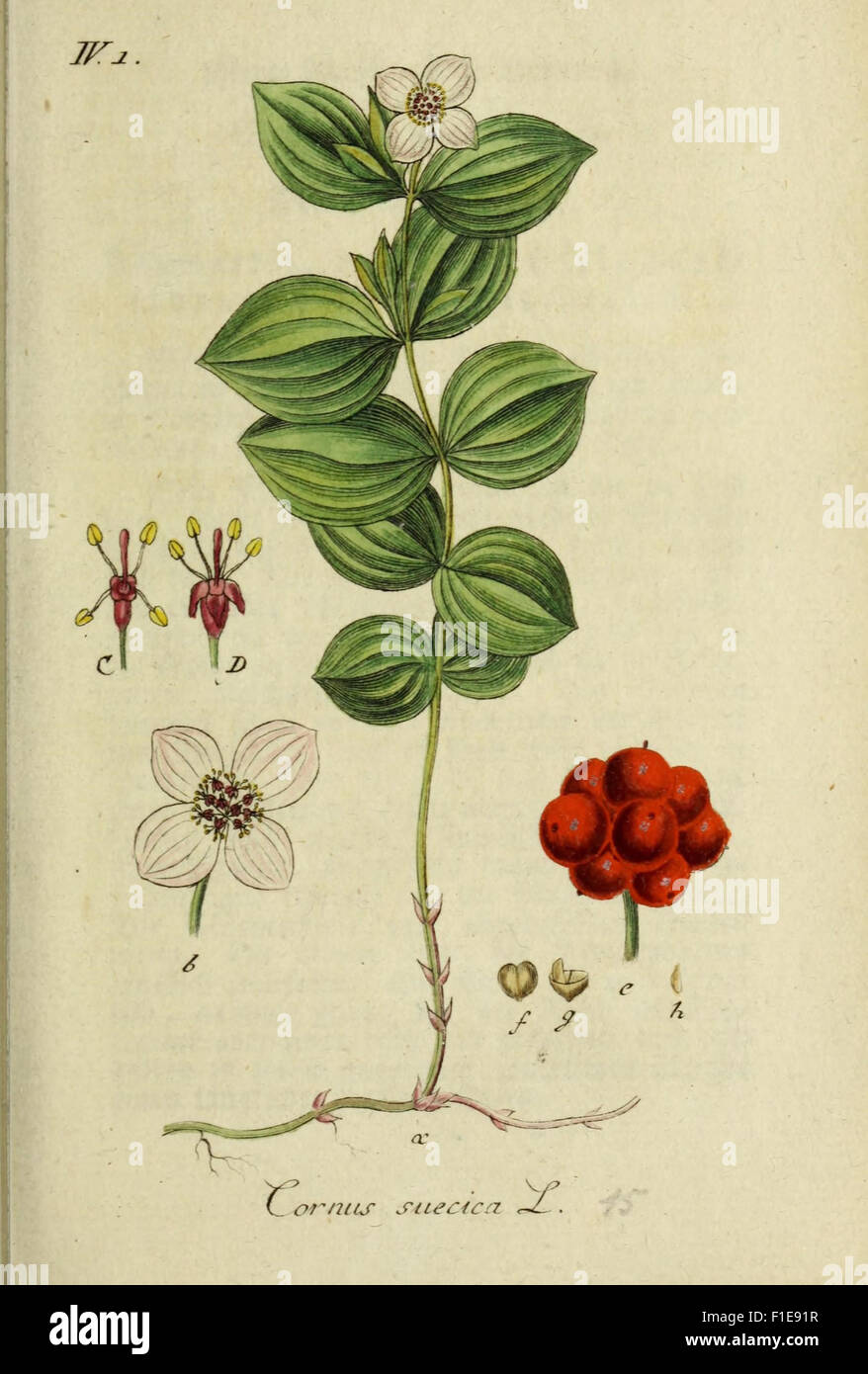 'Deutschlands Flora in Abbildungen nach der Natur' offers detailed ...