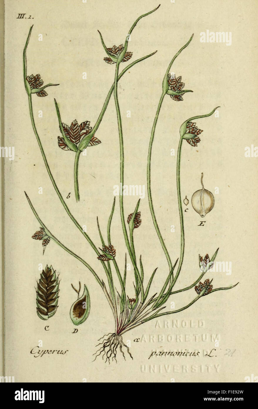 This botanical work illustrates plant species native to Germany ...