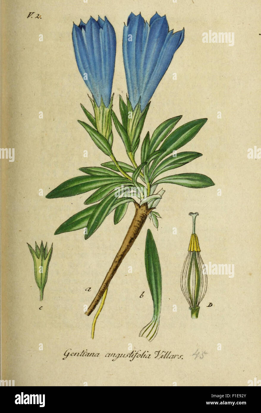 This German botanical work presents detailed illustrations of the ...