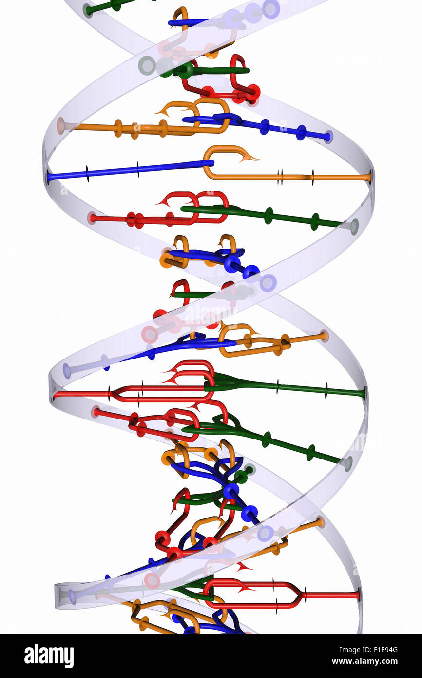 Isolated DNA helix Stock Photo - Alamy