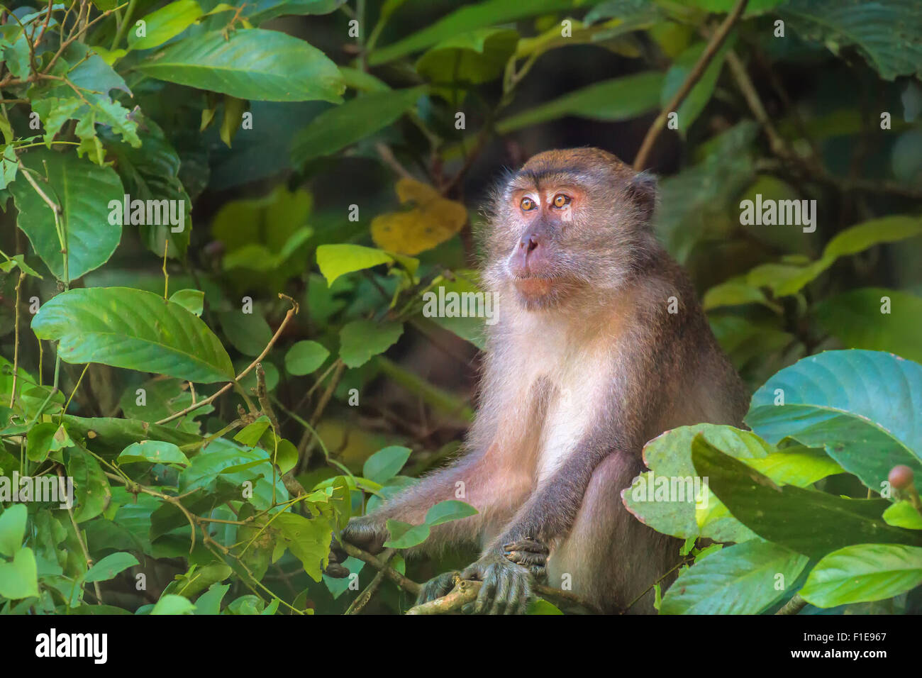 Portrait of interest monkey on tail. Crab-eating macaque or the long ...