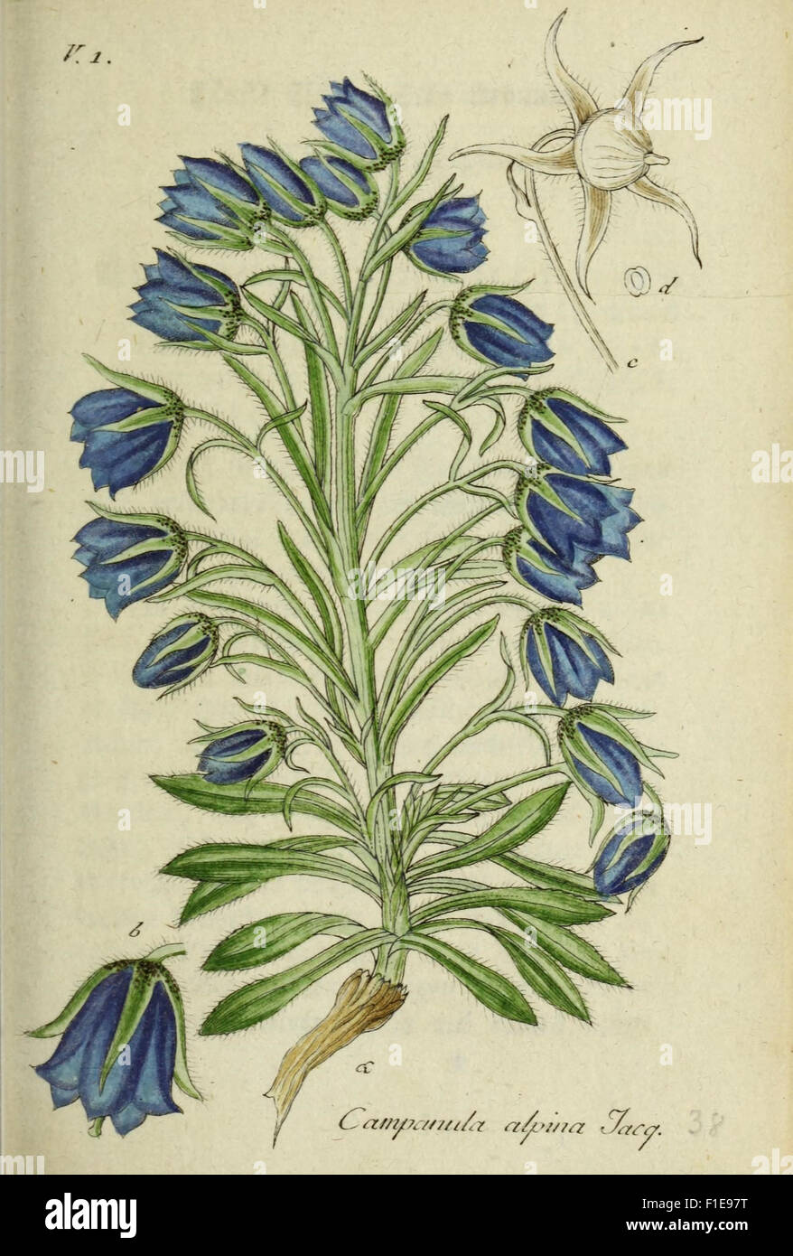 This vintage botanical illustration from Harvard University’s Botany ...