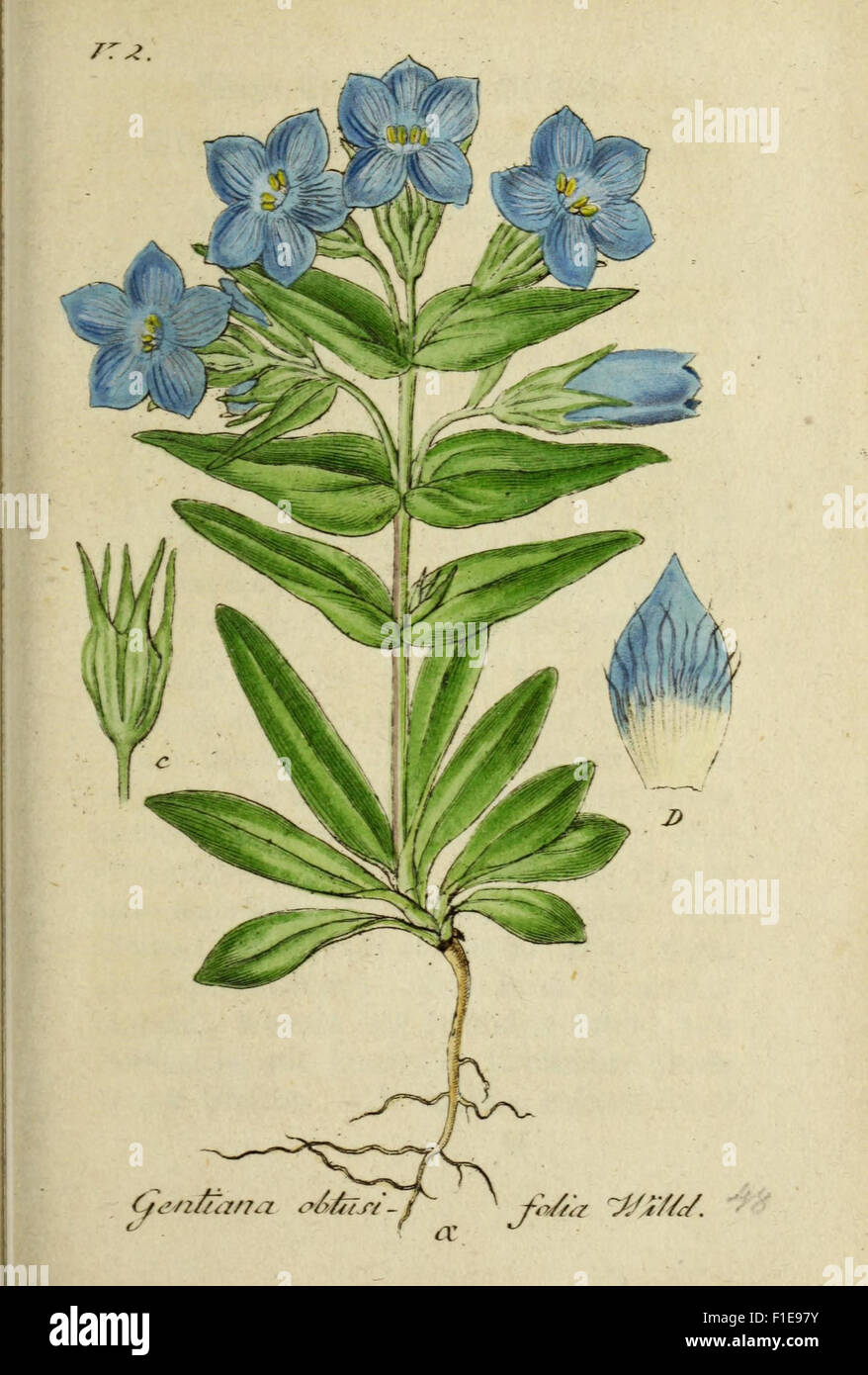 'Deutschlands Flora in Abbildungen Nach Der Natur' presents a ...