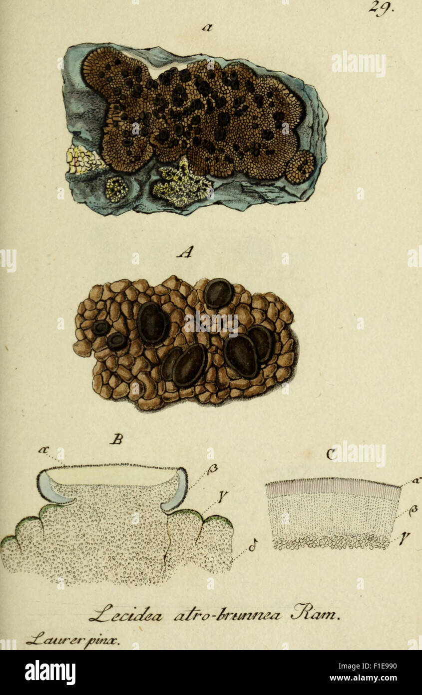 'Deutschlands Flora in Abbildungen Nach Der Natur' (1832) is a ...